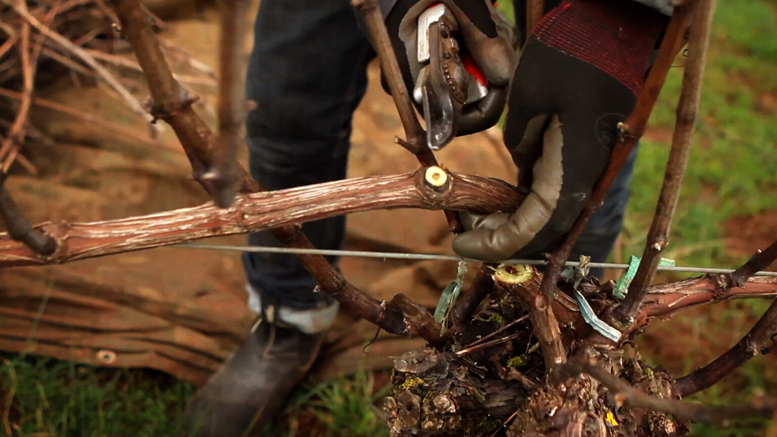 Cameron Winery - Pinot Noir and Chardonnay